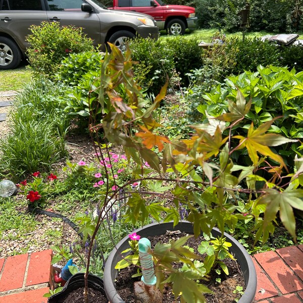 Hydrangea Quercifolia 'pee Wee' - Dwarf Oakleaf Hydrangea - 4" Pot Size ...