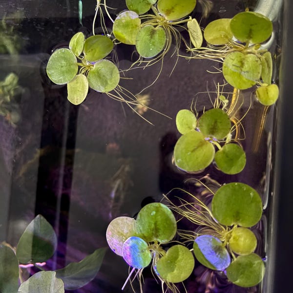 Amazon Frogbit, Limnobium Laevigatum, Live Aquarium/aquatic/floating ...