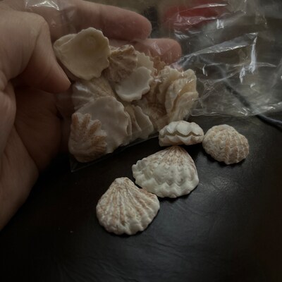 Spiny Jewel Box Sea Shells, Jewel Box Shells, Sanibel Sea Shells ...