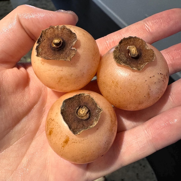 Bruce Canistel Seedling Egg Fruit Pouteria Campechiana Zapote Amarillo ...