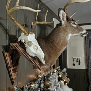 Arrowhead Table Top Deer Euro Skull Mount Display - Etsy
