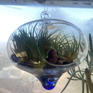 6 Hanging Glass UFO Capsule Plant Orb/terrarium - Etsy