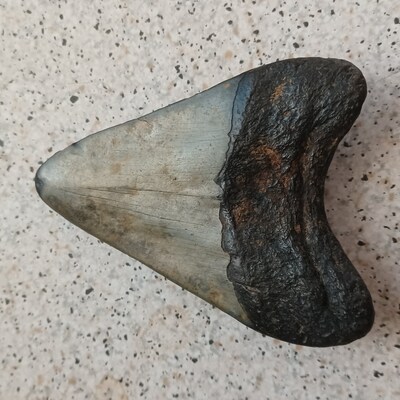 Megalodon Tooth 5.0 Inches. Real Fossil Megalodon Shark Tooth ...