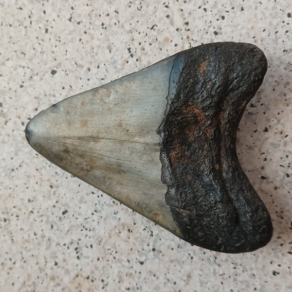 Megalodon Tooth 3.81 Inches. Real Fossil Megalodon Shark Tooth ...
