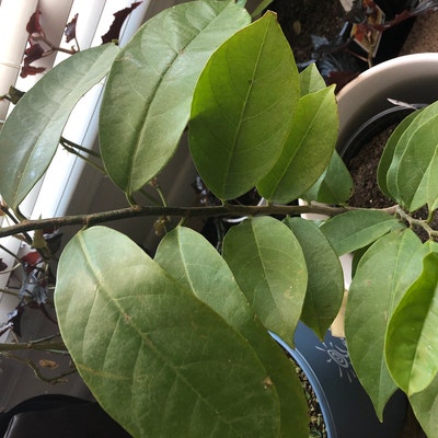 Cinnamon Apple pouteria Hypoglauca/glomerata Plant in 1 - Etsy