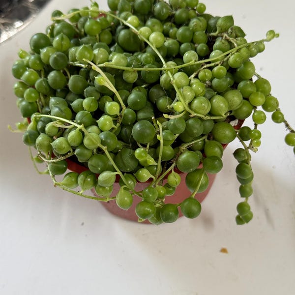 Euphorbia Obesa Hybrid, Baseball Plant, Rare Cactus, Live Succulent in ...