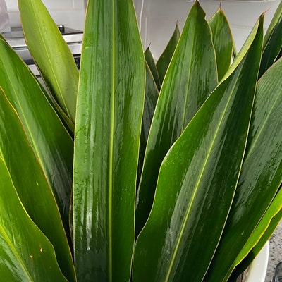 Portea Alatisepala Bromeliad Offset - Etsy