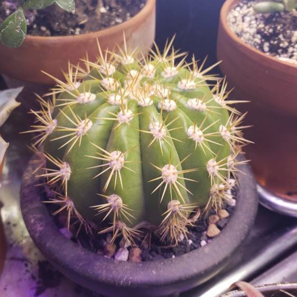 Echinopsis Candicans (argentine Giant) XXL Live Cactus Plant Rooted ...