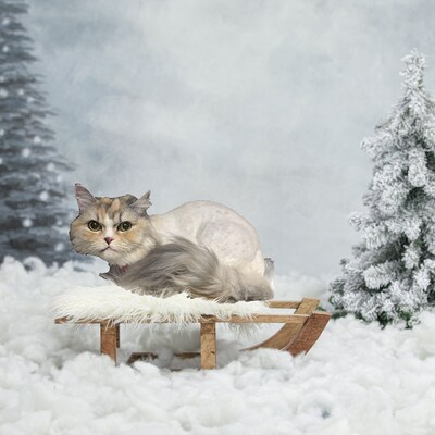 Digital Backdrop, Background Newborn Baby Cream Christmas Winter ...