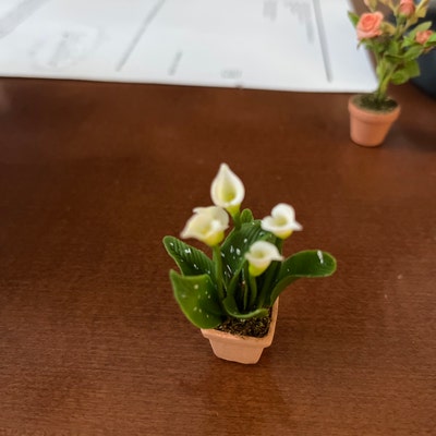 Miniature Water Lily Flower Bunch of Flowers,miniature Blue Color Lotus ...