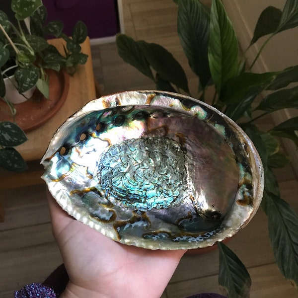 Nessastores- Green Abalone Sea Shell One Side Polished Beach Craft 6" - 7" (1 Pc) #JC-018 - Etsy