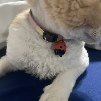 Cat Bells Special Character Jingle Bells Cat Collar Bells - Etsy