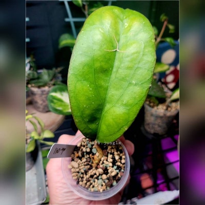 Rare Hoya Sulawesiana - Etsy