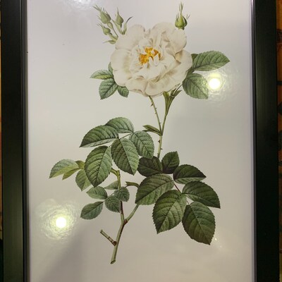 Flower Clipart alba Rose Botanical Illustration - Etsy