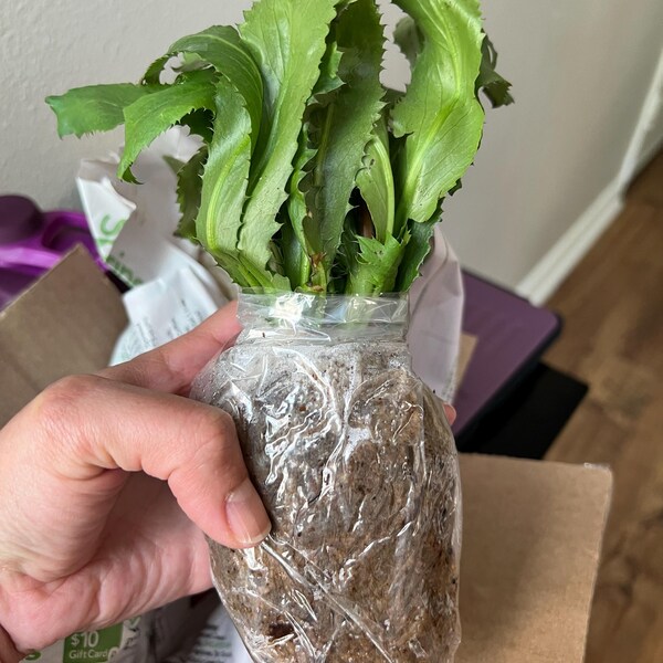 Buddha's Hand Lemon Grafted Plant Fingered Citron Fruit Tree Tropical ...