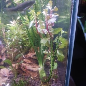 Fully RED Plants With Pogostemon Helferi Downoi, Bundle, pearlingplants ...