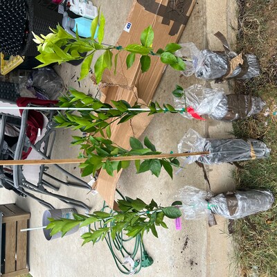 Clementine Mandarin Tree - Etsy