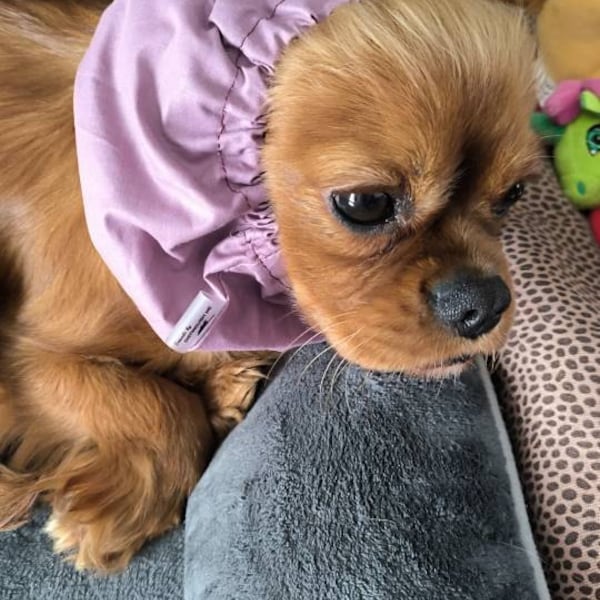 Cacao Breathable Muslin Dog Snood | Cocker Spaniel Cotton Summer Snood ...
