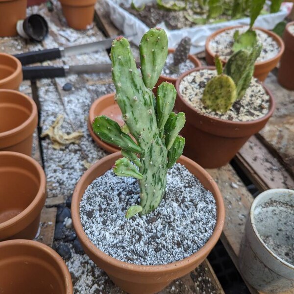 2", 4", 6” Pot of Variegata Maverick Cactus Variegated Joseph's Coat ...