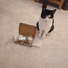 Personalised Cat Treat Box | Cat Gift Box | Letterbox Cat Treats ...