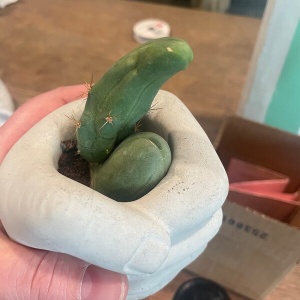 Oopsies Funny Planter Fist Planter Plant Pot Hand Planter Funny Plant ...