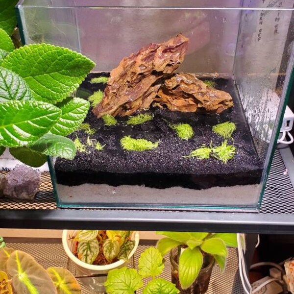 Black Lava Rock for Aquariums Aquascape Terrarium Bonsai Decor Moss ...