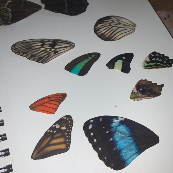 25, 50, 100 A Grade Real Butterfly Wings, Wings for Crafts, Laminated ...