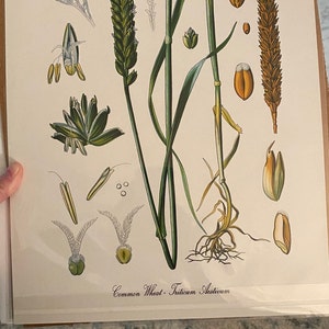 Wheat Botanical Print, Wheat Botanical Art Print, Wheat Wall Art, Wheat ...