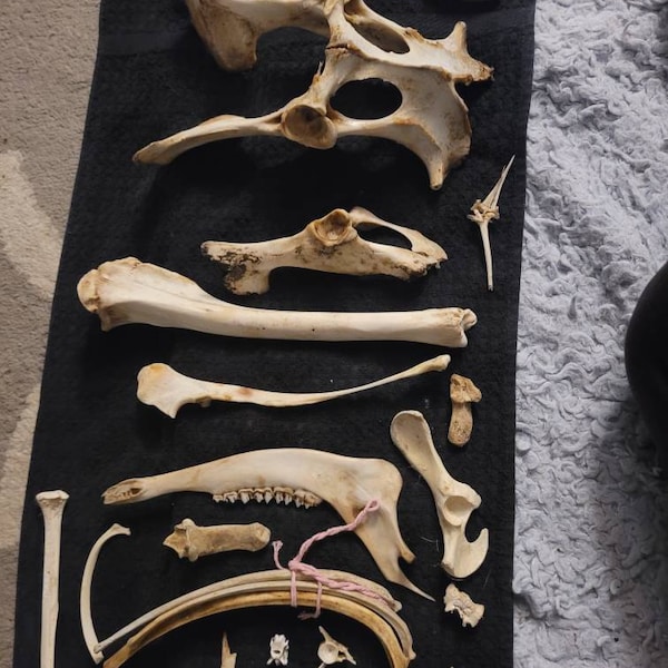 Bag of Bones Nature-foraged Bone Assortment Please Read Full ...