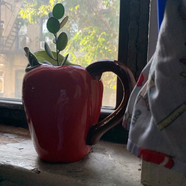 Green String Houseplant String of Coins Indoor or Outdoor Plant Easy ...