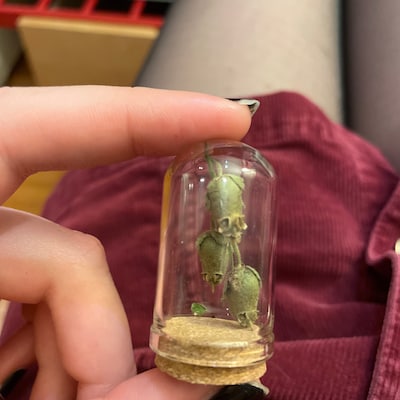 Real Pollinator Insect in Vial YOUR CHOICE Dried Bee Variety Dried ...