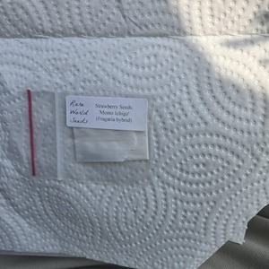 SUPER DWARF! (citrus Myrtifolia) - 'myrtle Leaf Orange' Grows to 2 Feet ...