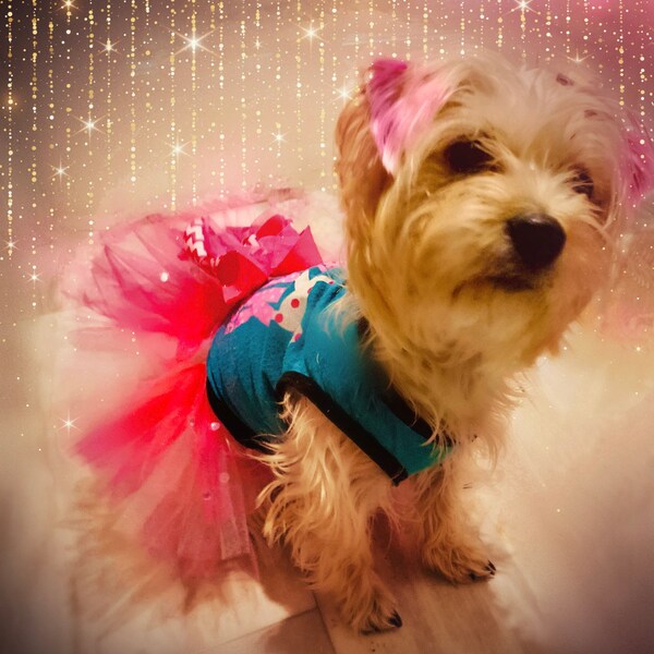Dog Tutu: Pink Mix Tutu fuscia Pink, Bubblegum Pink, Baby Pink Small ...