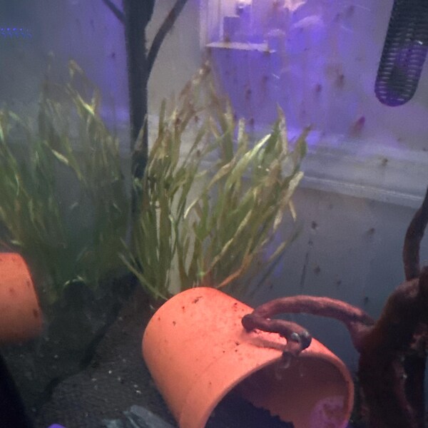 BUY2GET1FREE Java Moss, Bogor Moss Aquarium Plant | Easy Aquarium Plant ...