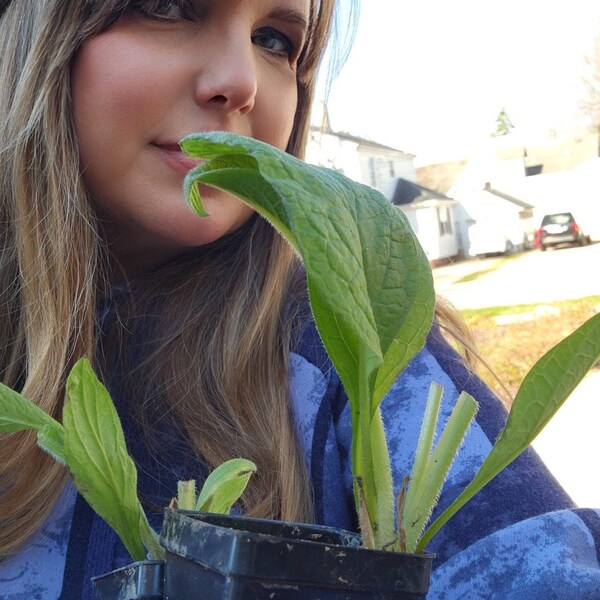 Freeze Dried Organic Comfrey Leaves Fresh Cut! Use This Instead as ...