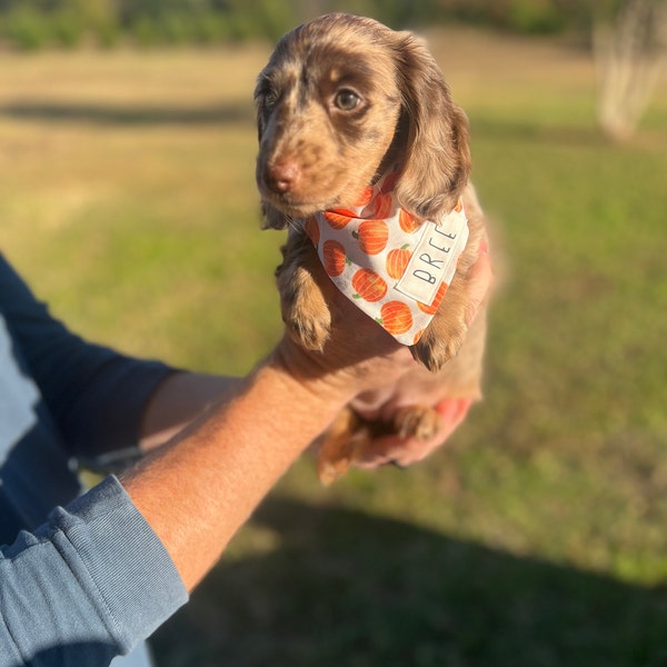 Personalized Fall Dog Bandana - Autumn Dog Bandana - Halloween Dog ...