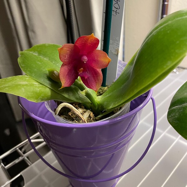 Orchid Phalaenopsis Phal. I-hsin Stacy. Mottled Leaves. Bloom Size ...