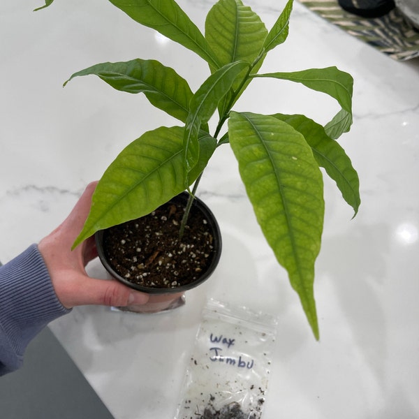 Veralu Ceylon Olive Tree Seedling elaeocarpus Serratus - Etsy