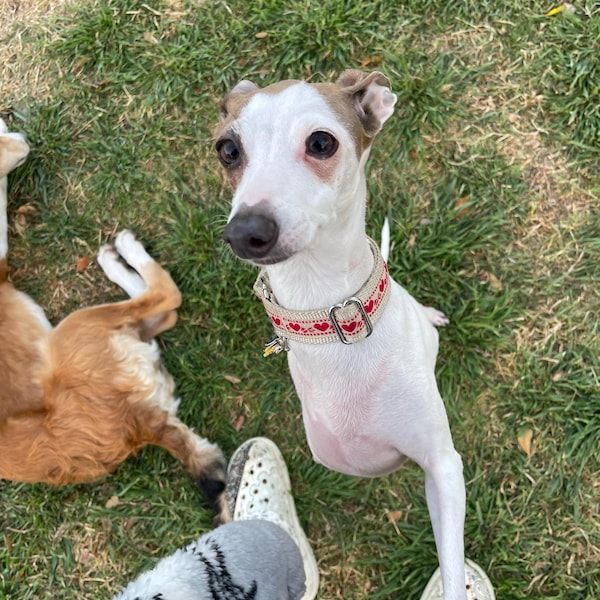 UGLY Bells for Pet Collar Chipped Jingle Bell for Cat Collar Character ...