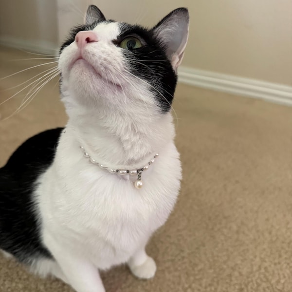 Pink Crystal Cat Collar,rose Quartz Dog Beaded Necklace,kitten Small ...