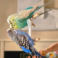 Cockatiel Bird Snuggle Hut, Sleepy Hut, Bird Tent, Bird Bedding, Plush ...