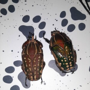 Set of 3 Stag Beetles Cyclommatus Lunifer for All Your - Etsy