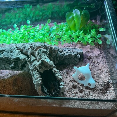 Jumping Spider or Tarantula Cubone Skull Decoration - Etsy