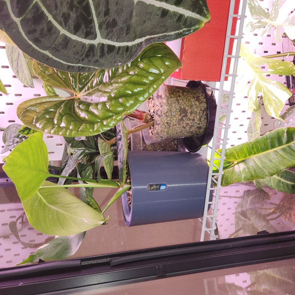 LECA Pots Self Watering Planter for Houseplants 5.5 Inch 3-pack ...