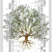Digital Family Tree Editable Template. Arrange Online Your Ancestry ...