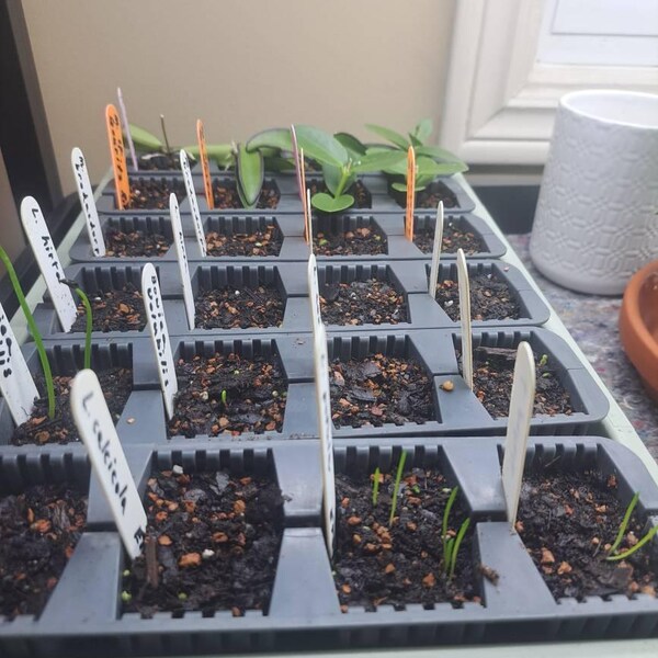 Protea neriifolia (Oleanderblatt-Protea) / 5 Samen - Etsy.de