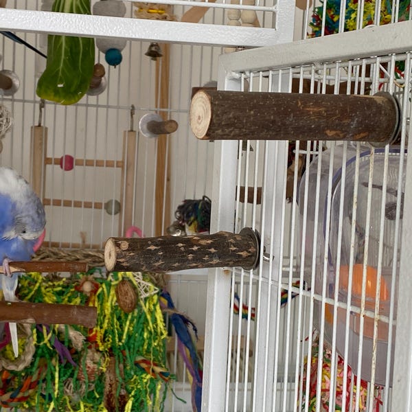 Various Sizes Natural Wood Perch Ledge Platform Shelf Walkway for Bird ...