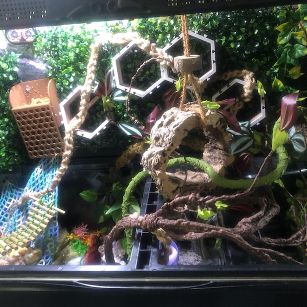 Cactus Hide House Hermit Crab, Spiders, Gecko, Snake, Etc - Etsy