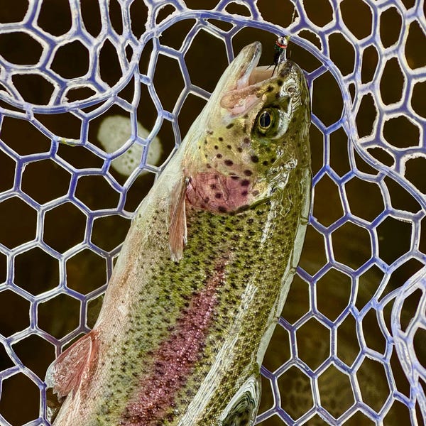 3- Rainbow Frenchy Jig Nymph Fly. Euro Nymphs. - Etsy