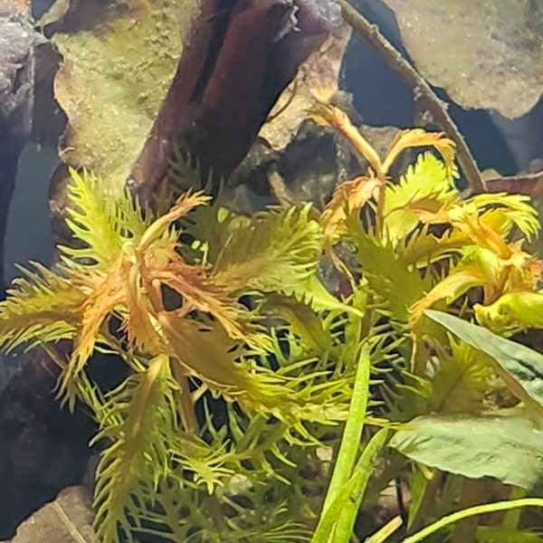 Mini Pellia (coral Moss) Live Plant 2" X 2" Riccardia Chamedryfolia - Etsy